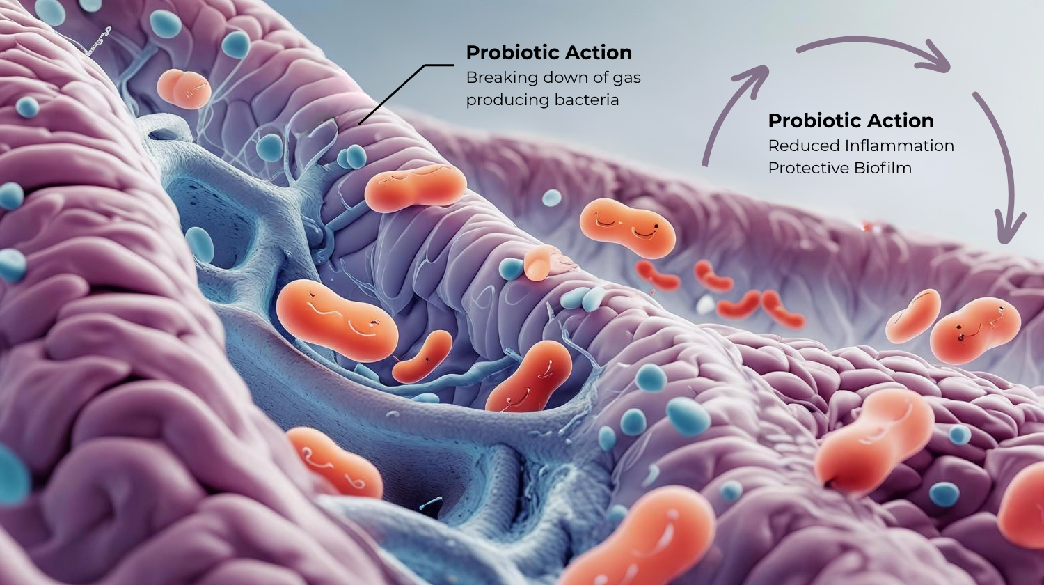 How to read a probiotic label to make sure you get the best | VitaGene